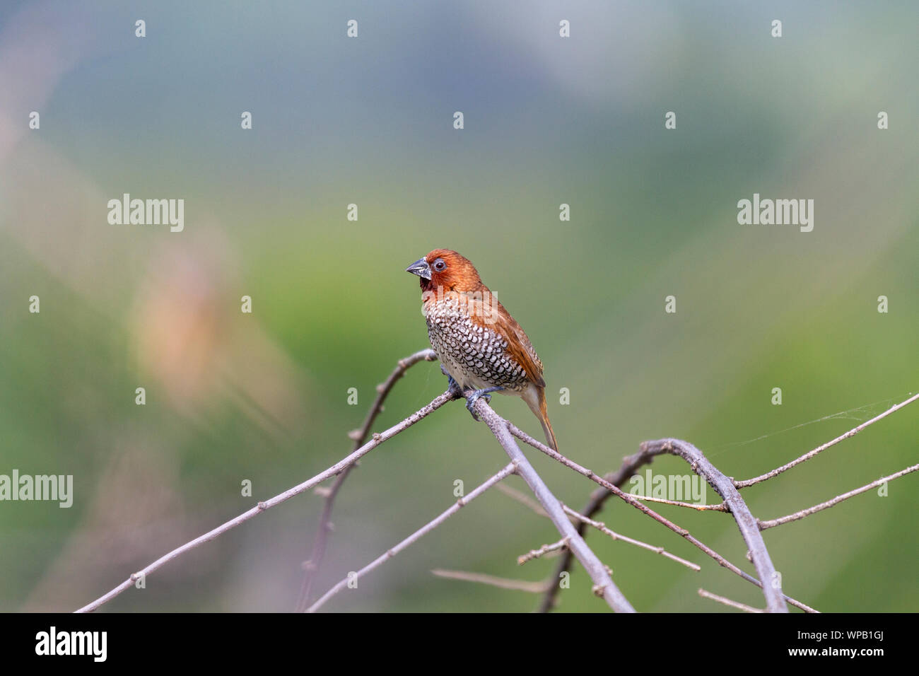 Scaly-breasted munia or spotted munia (Lonchura punctulata) in western ...