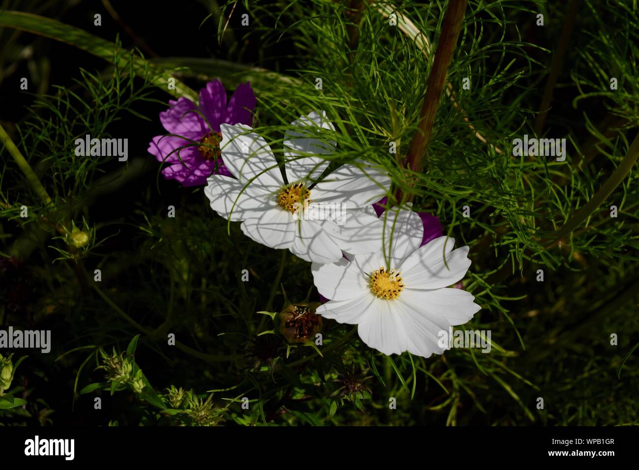 Specimen flowers, shrubs and trees Stock Photo - Alamy