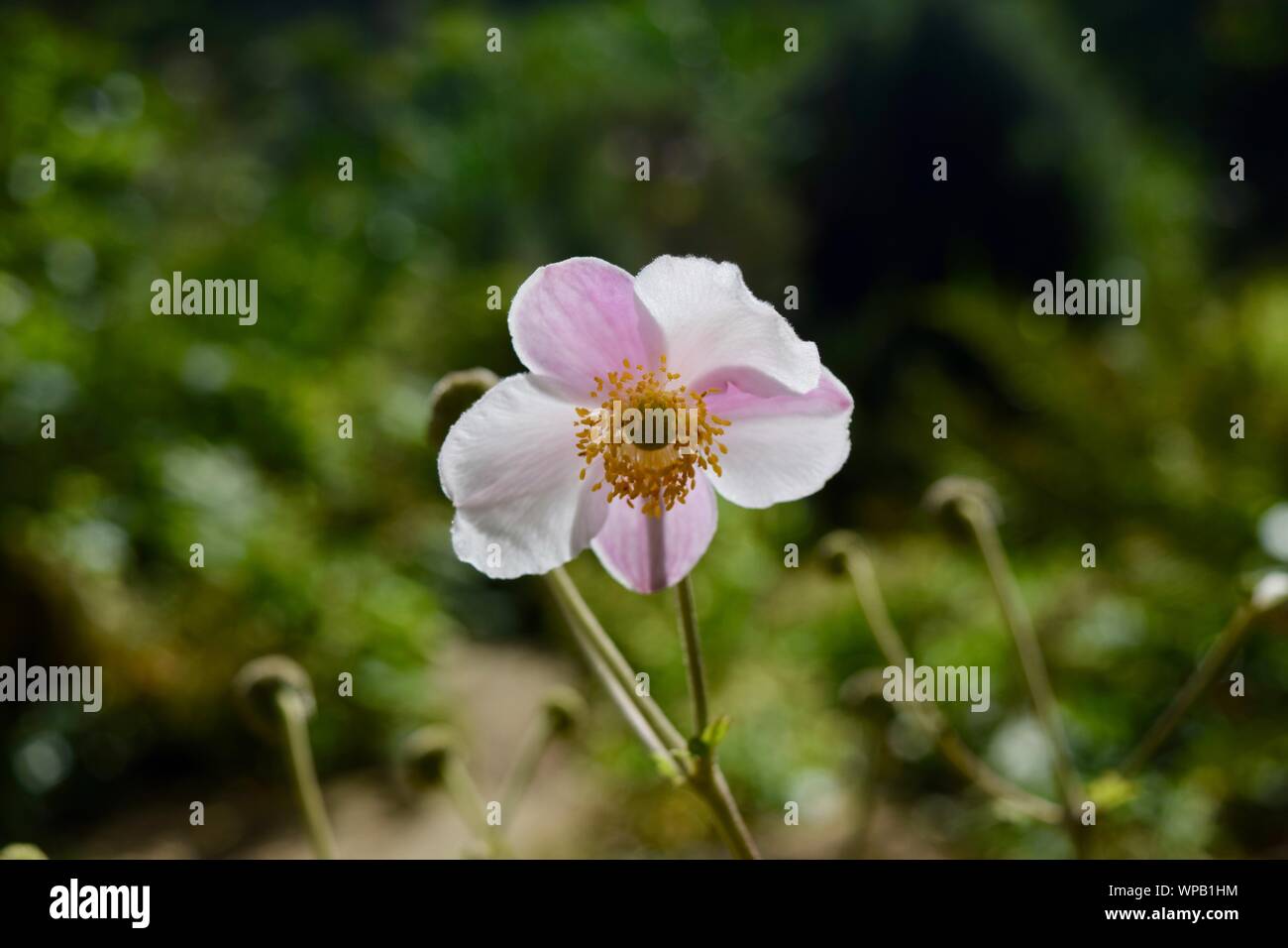Specimen flowers, shrubs and trees Stock Photo - Alamy