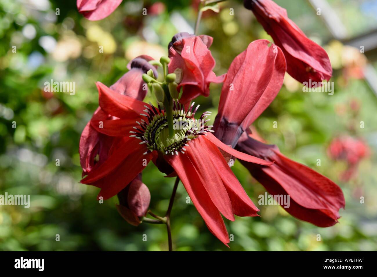 Specimen flowers, shrubs and trees Stock Photo - Alamy