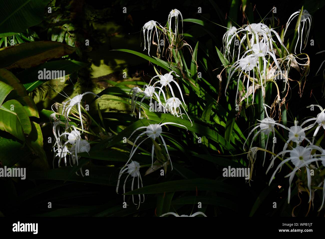 Specimen flowers, shrubs and trees Stock Photo - Alamy