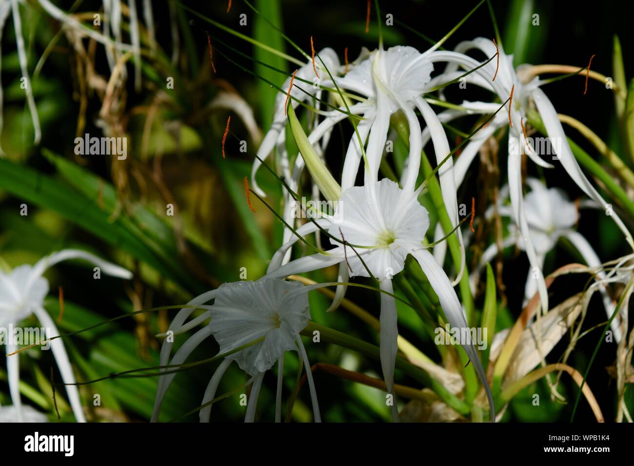 Specimen flowers, shrubs and trees Stock Photo - Alamy