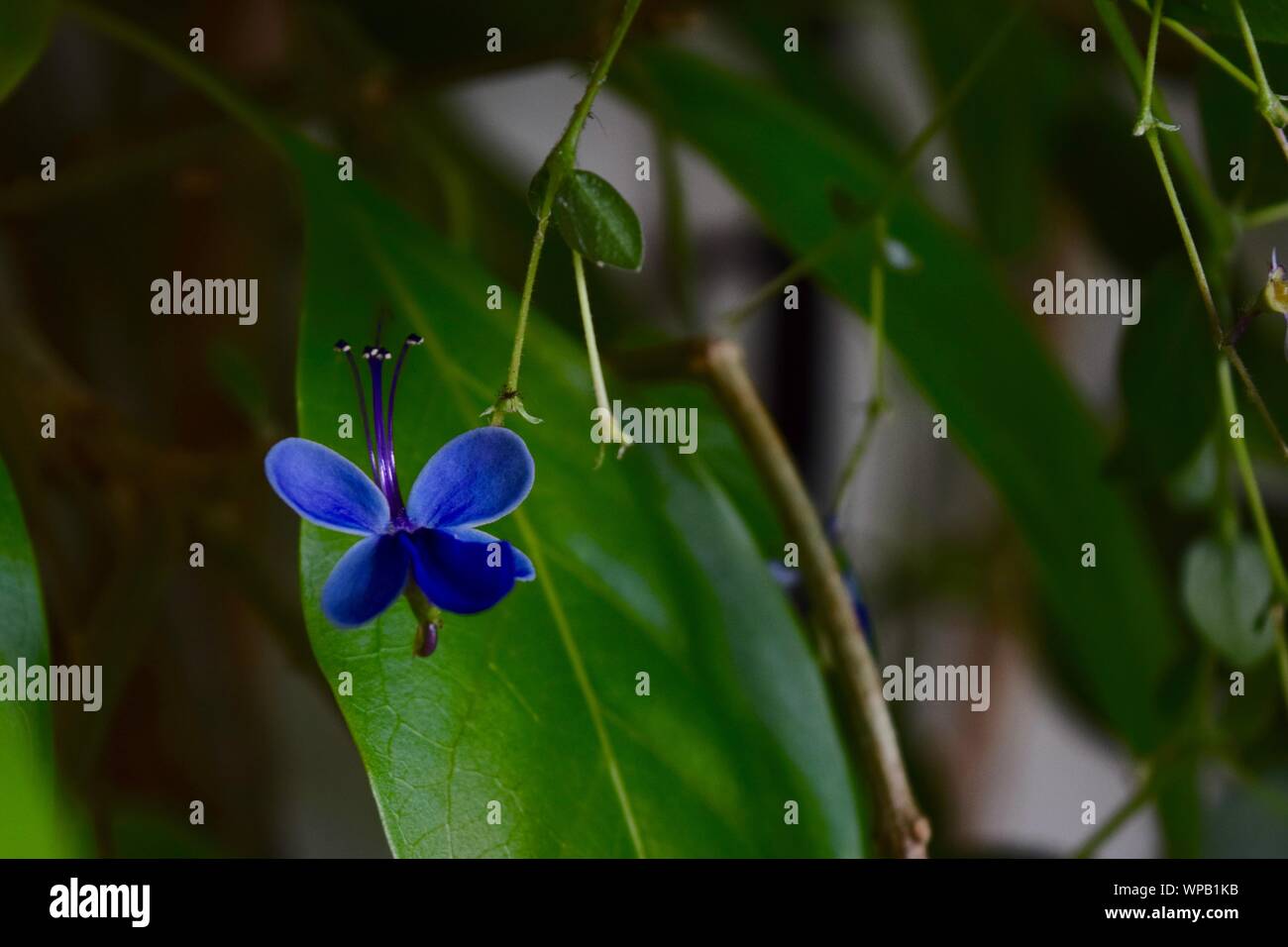 Specimen flowers, shrubs and trees Stock Photo - Alamy