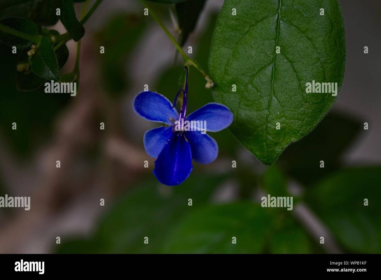 Specimen flowers, shrubs and trees Stock Photo - Alamy