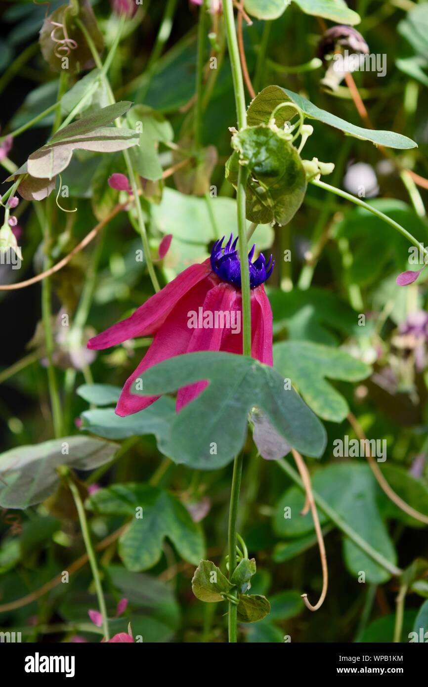 Specimen flowers, shrubs and trees Stock Photo - Alamy