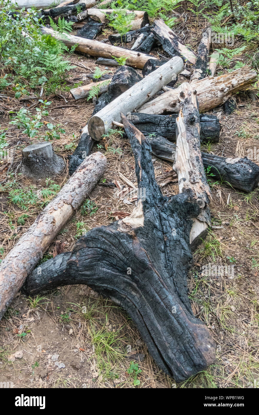 The remains of a forest fire in the Deschutes National Forest west of ...
