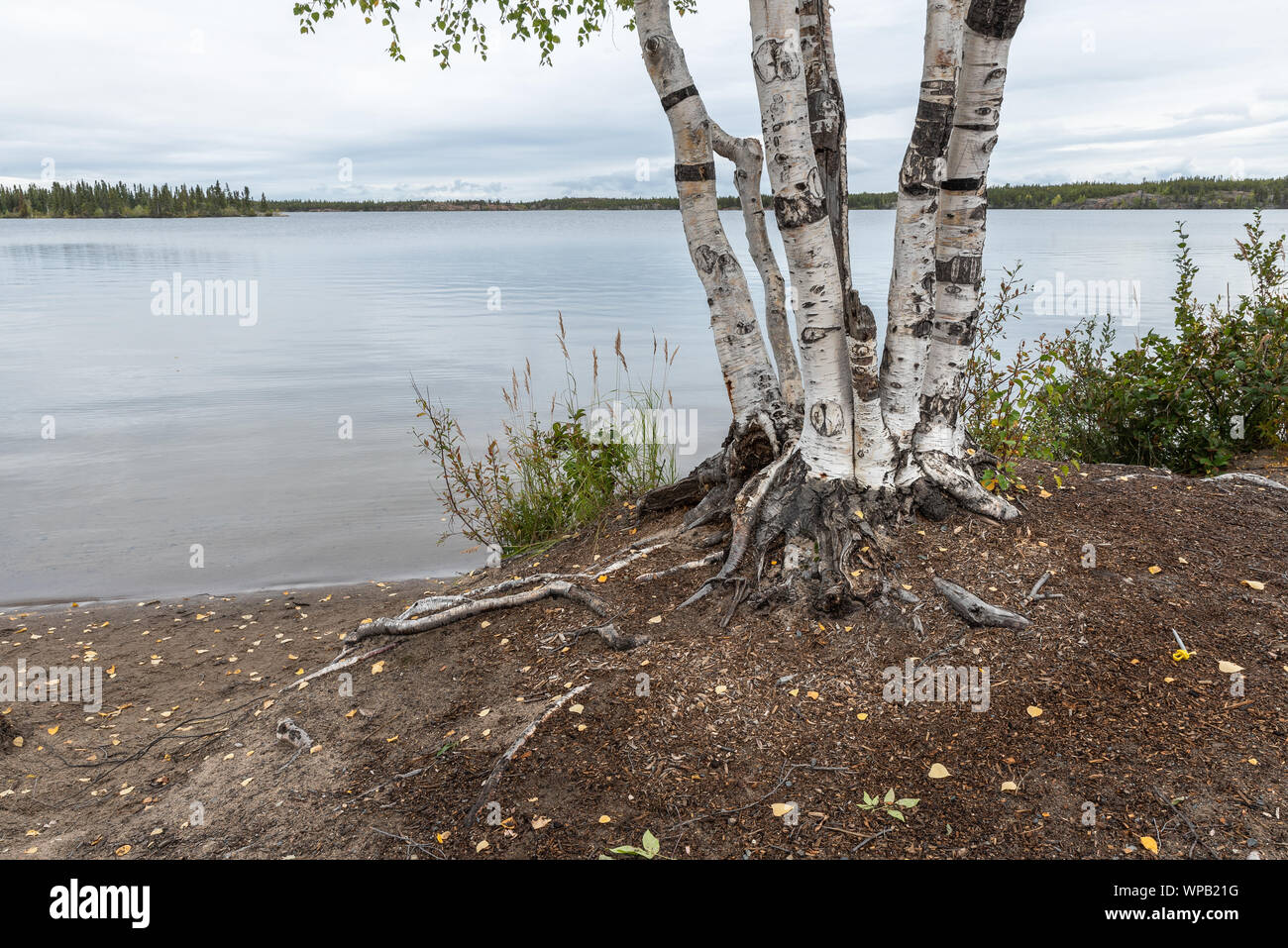 Birch Tree on the Banks of Long Lake in Yellowknife, Northwest ...