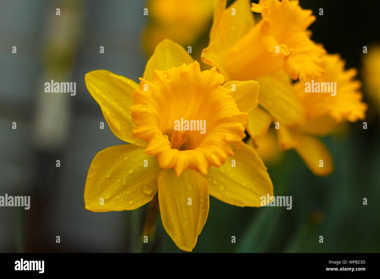 Trumpet Daffodil High Resolution Stock Photography and Images - Alamy