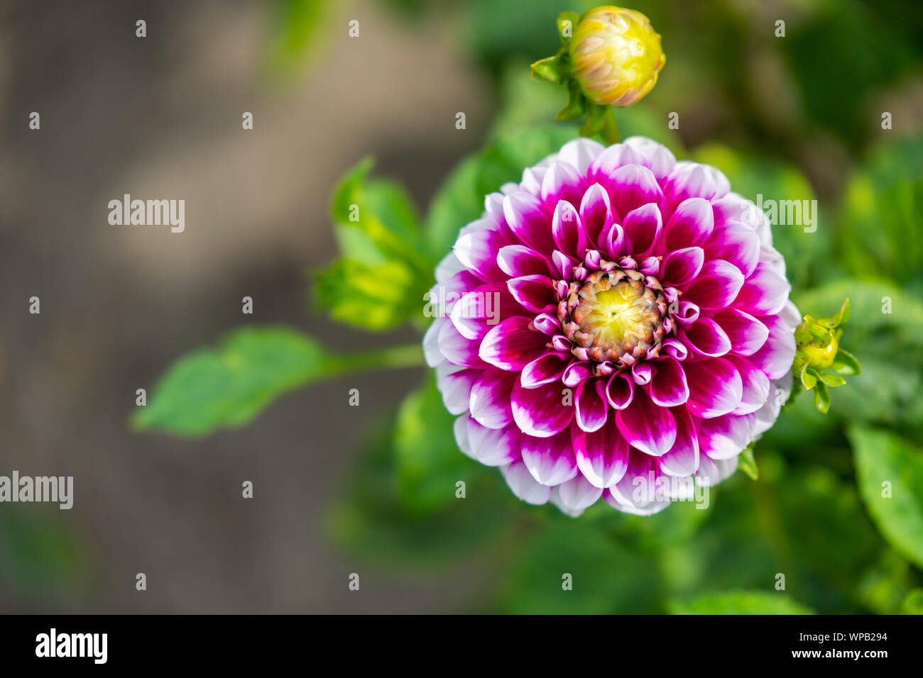 Shining flowers with their flowers are in focus Stock Photo - Alamy