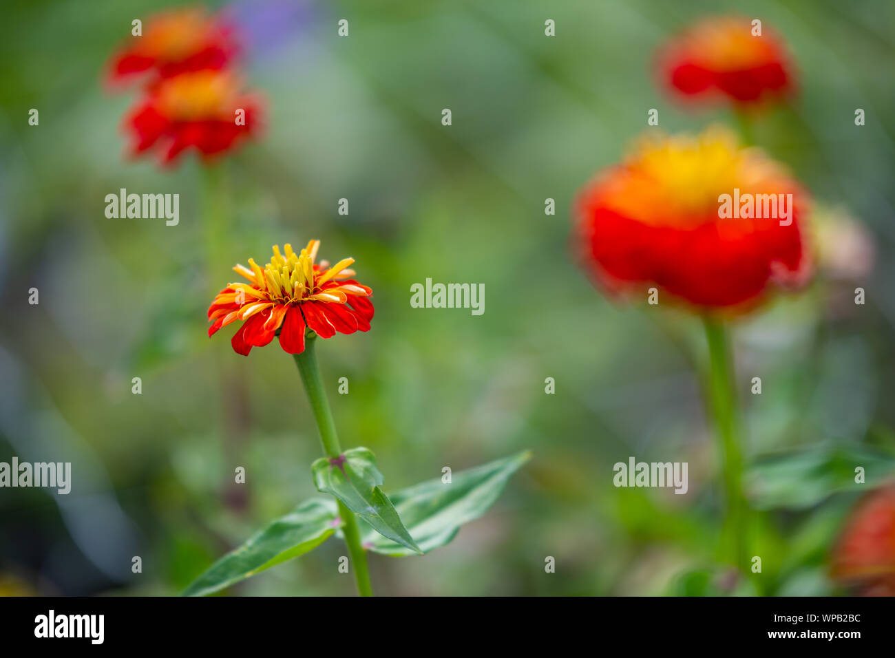Shining flowers with their flowers are in focus Stock Photo - Alamy