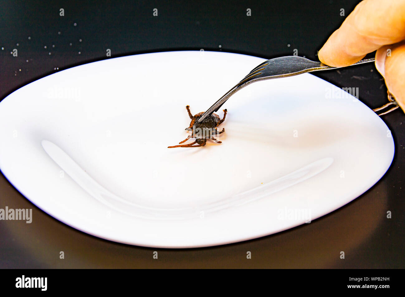 Insects Plate High Resolution Stock Photography and Images - Alamy