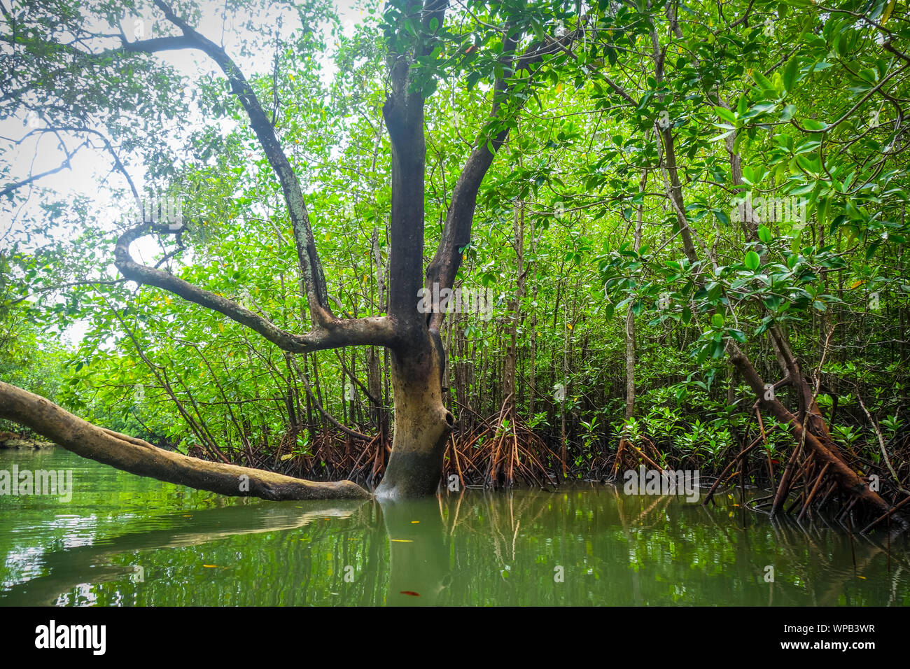 Mangrove swamp in Phang Nga Bay, Thailand Stock Photo - Alamy