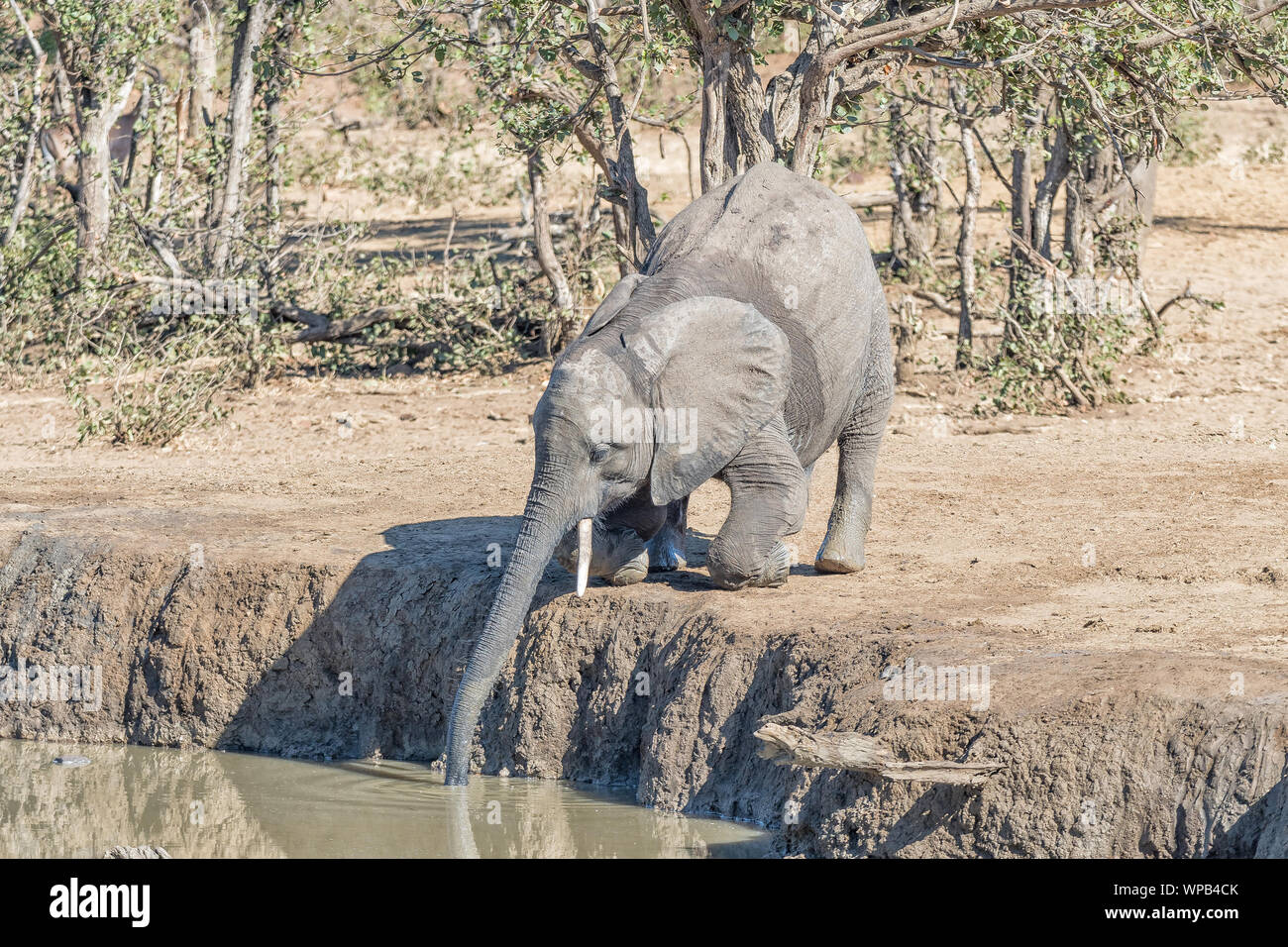 African Elephant Kneeling Loxodonta High Resolution Stock Photography ...