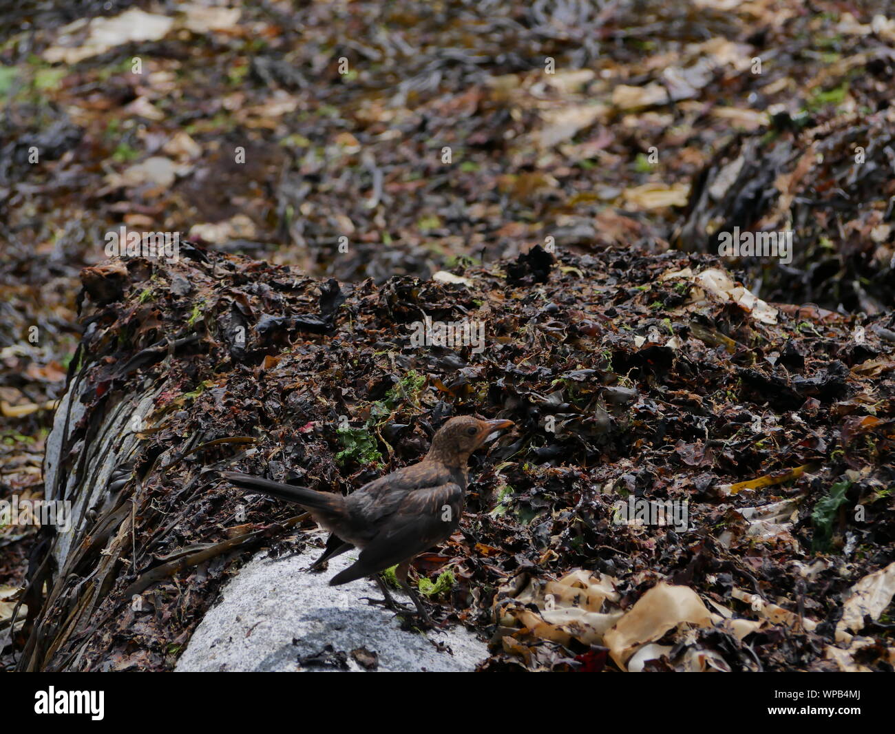 petit merle dans les algues , merle sur un rocher ,merle se nourrissant ...