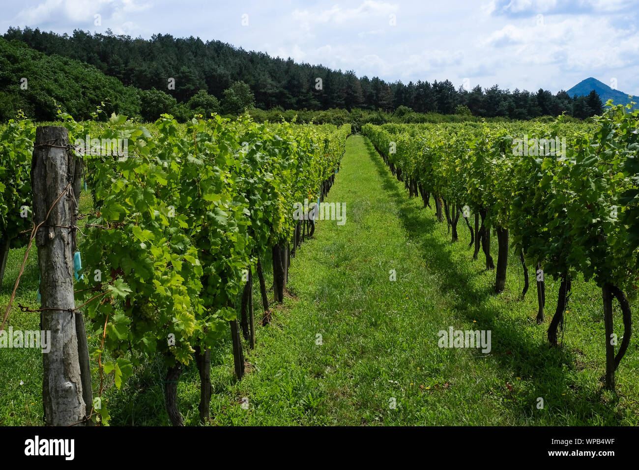 Old wine and young grapes hi-res stock photography and images - Alamy