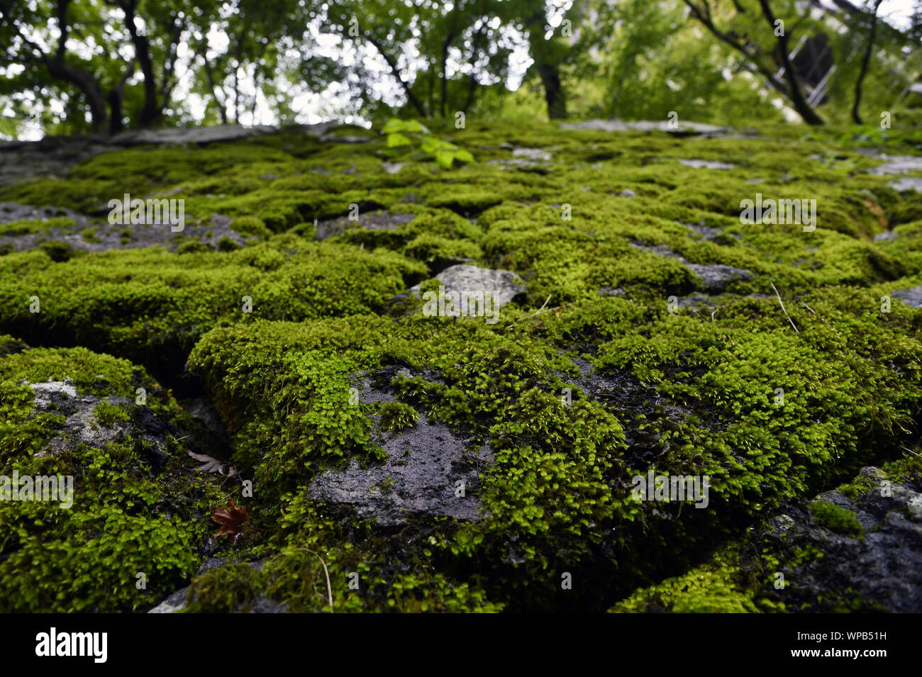 Fushimi-Inari park - Kyoto - Japan Stock Photo - Alamy