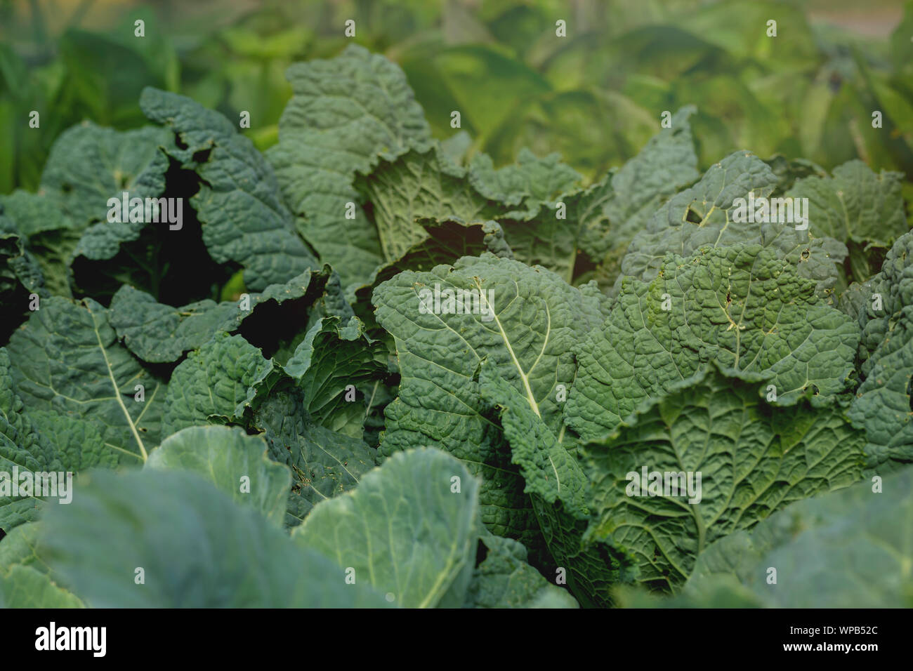 Fresh cabbage leaves in a garden, ready for harvest. copyspace Stock ...