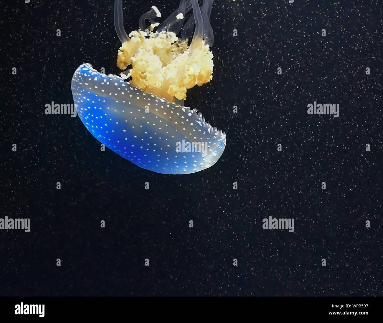 White spotted jellyfish, Phyllorhiza punctata in Vienna zoo Stock Photo ...
