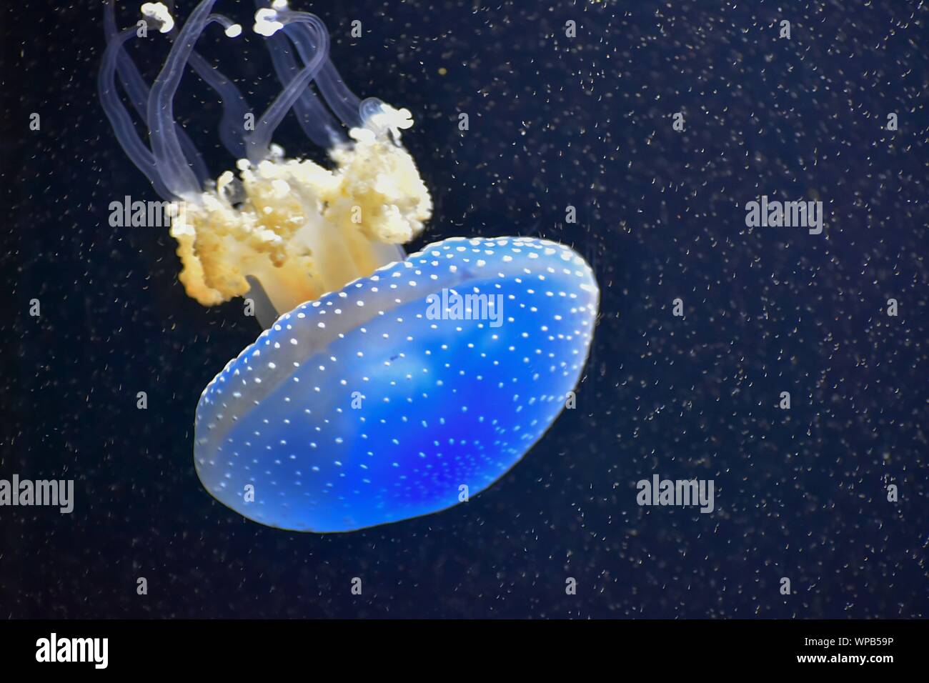 White spotted jellyfish, Phyllorhiza punctata in Vienna zoo Stock Photo ...