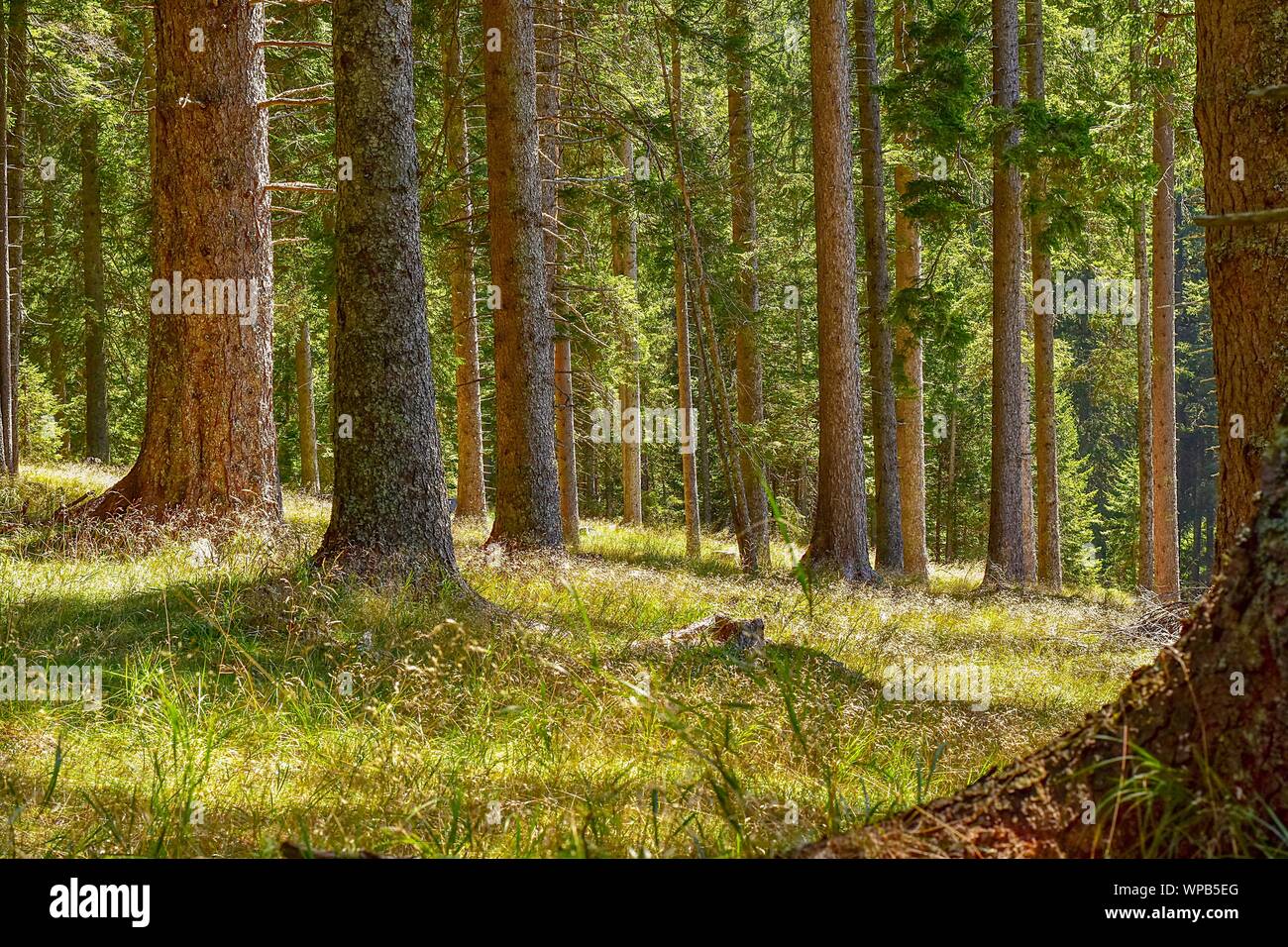 Coniferous forest. Spruce trees background Stock Photo - Alamy