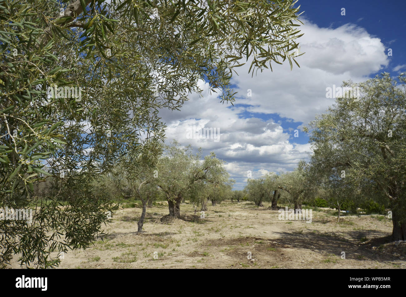Olive trees spain hi-res stock photography and images - Alamy