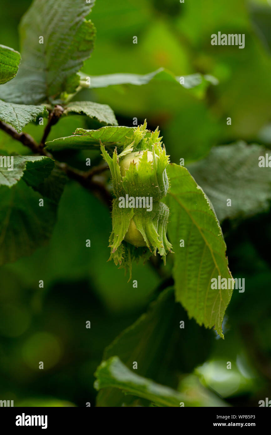 Twisted Hazel Tree High Resolution Stock Photography and Images - Alamy