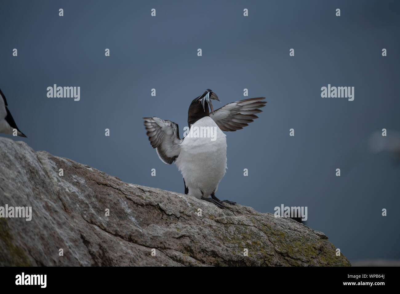 Razorbill (Alca torda), Great Saltee, Kilmore Quay, County Wexford ...