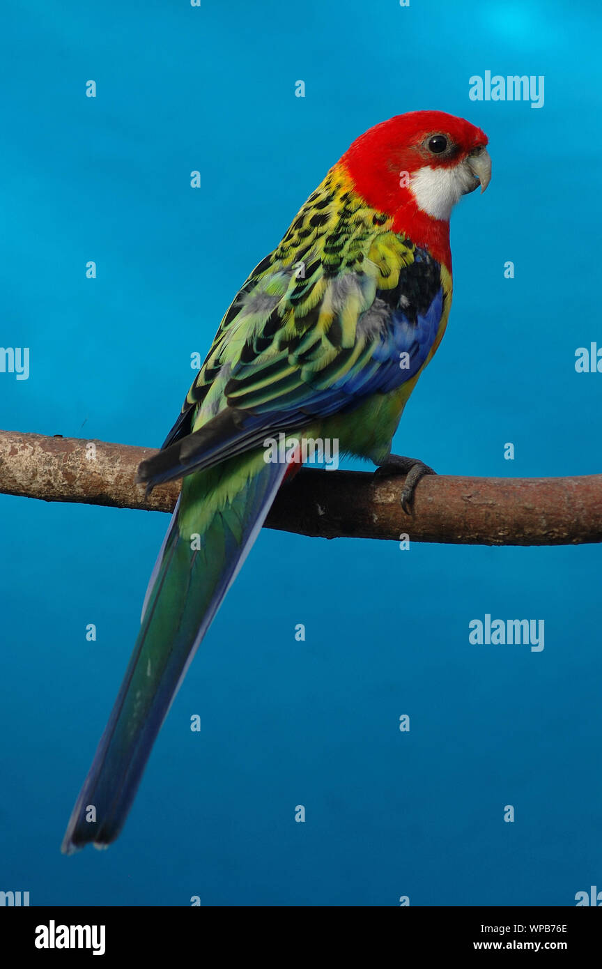 Australian colors hi-res stock photography and images - Alamy