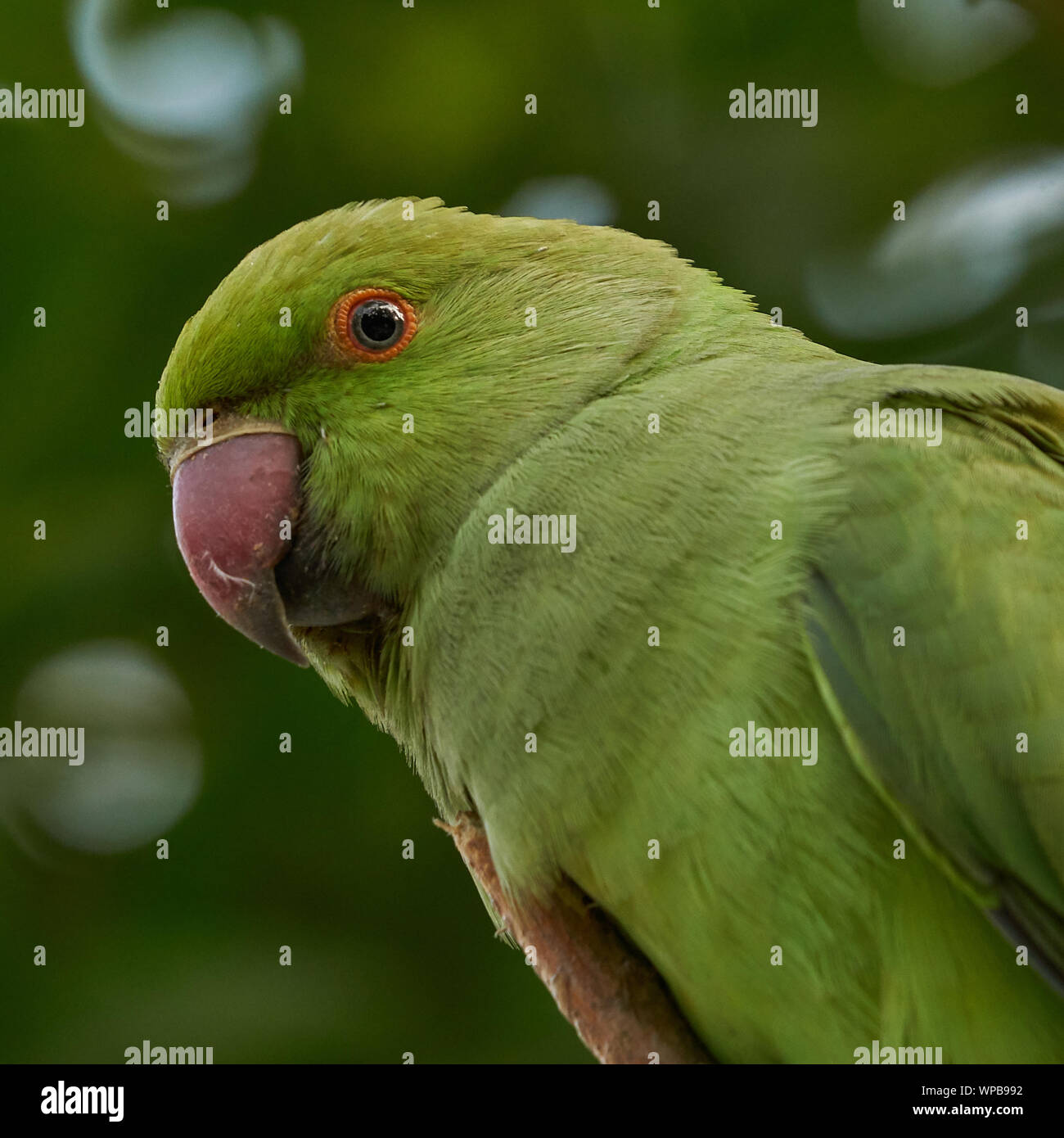 Rose apodaca hi-res stock photography and images - Alamy