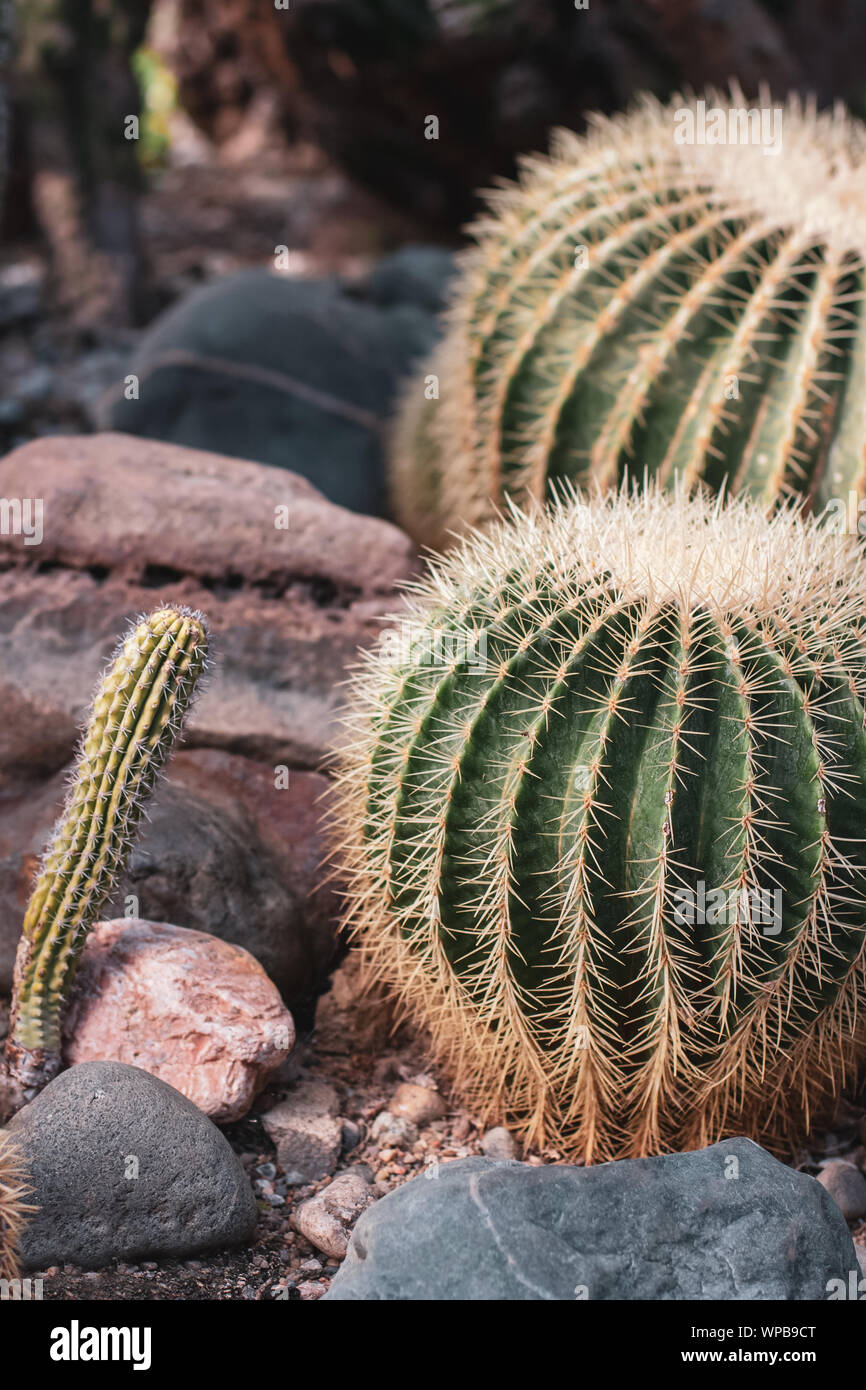 Two thick round cacti and one long thin among the stones. Bright ...