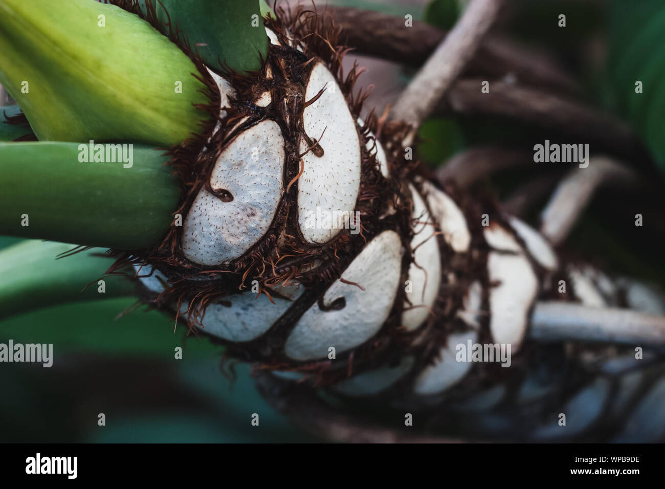 Shaggy bark of a tropical tree with white cells similar to a cut ...