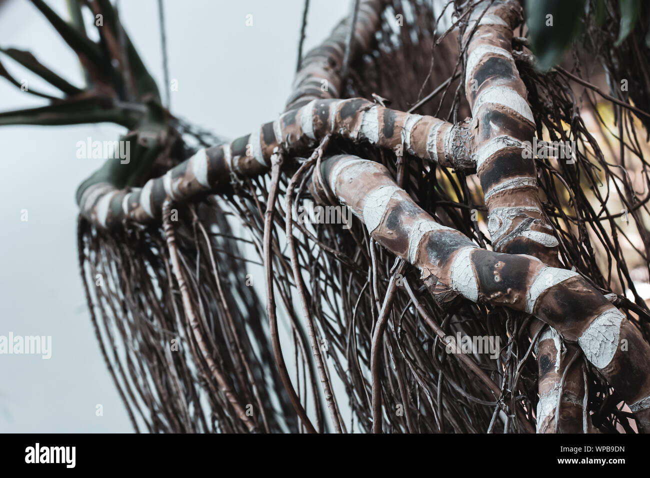 Striped trunks and branches of a tropical tree intertwined like snakes ...