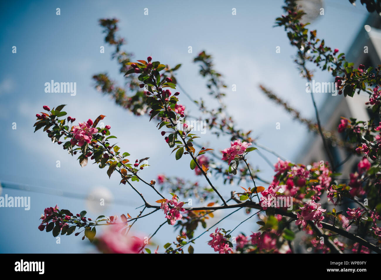 Pink flowers blooming against blue sky.Sakura flowers against the sky ...