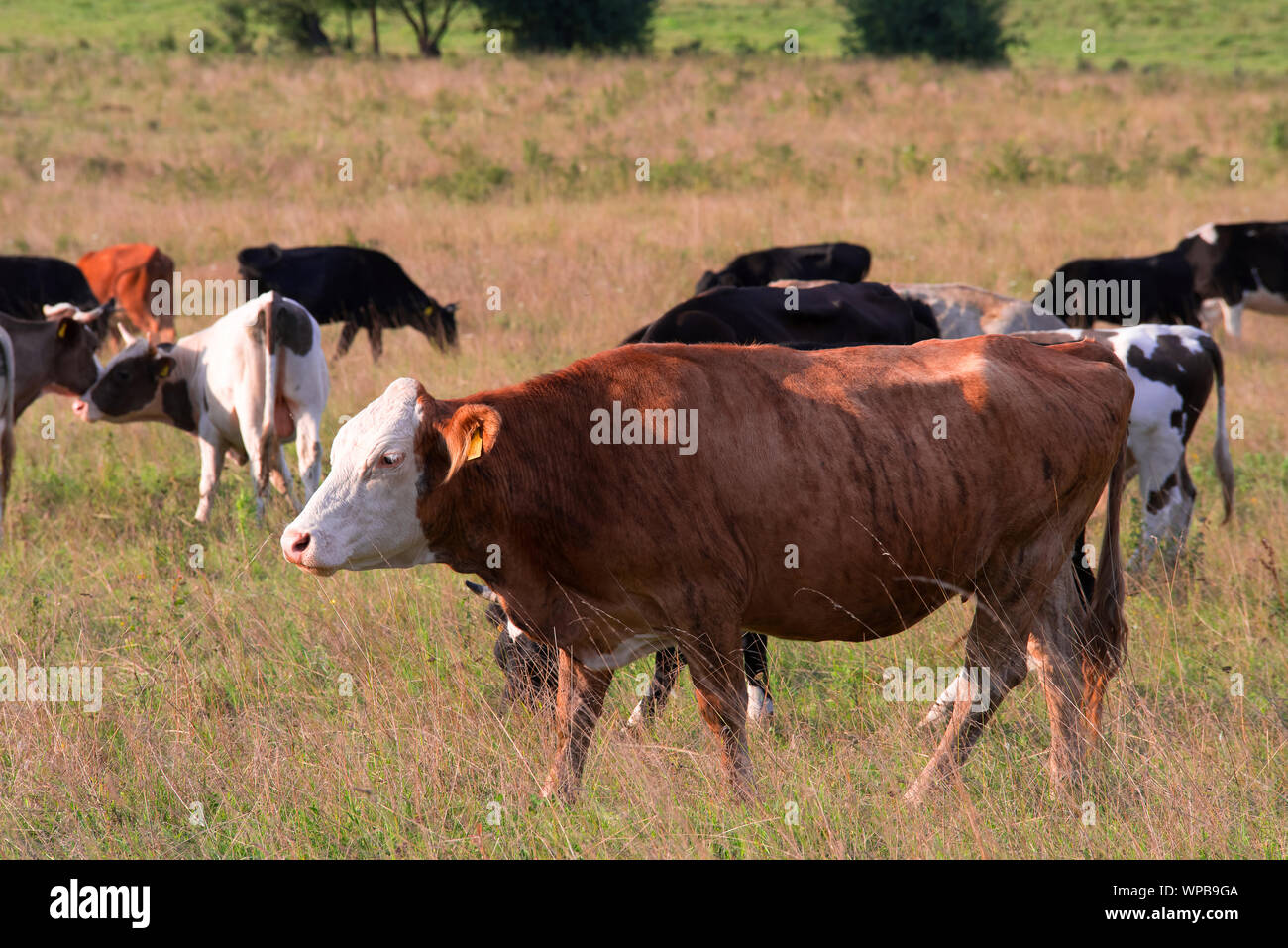 Mad cow disease hi-res stock photography and images - Alamy