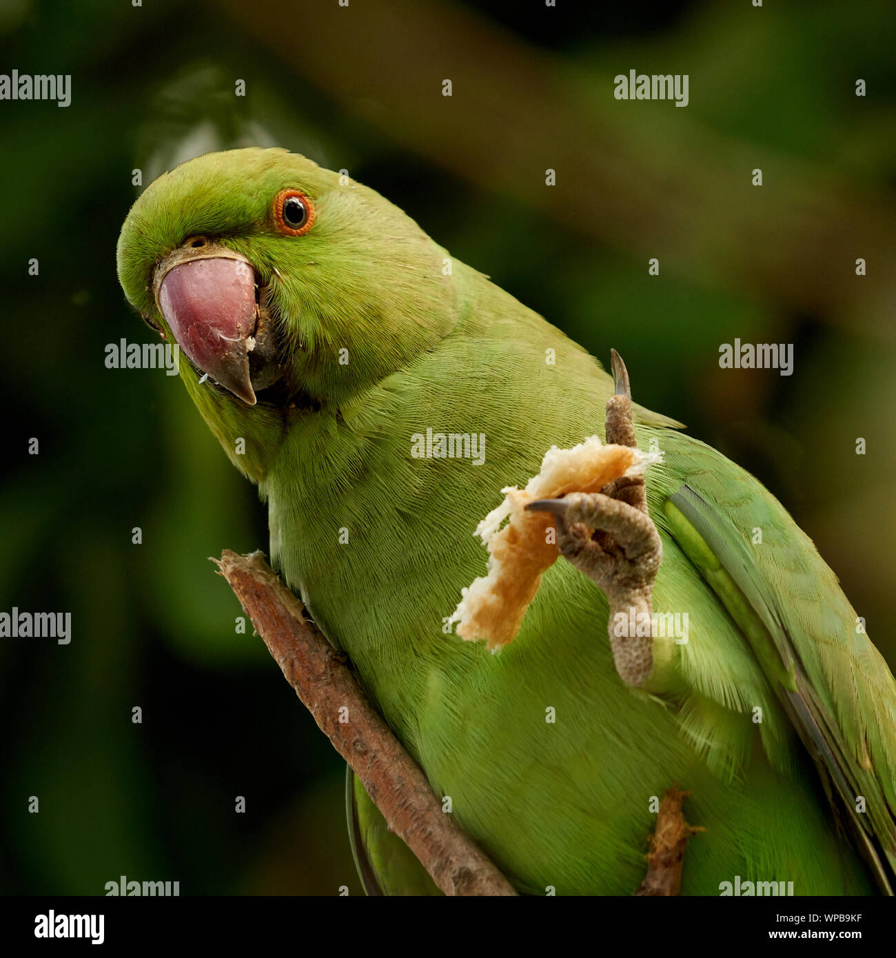 Rose apodaca hi-res stock photography and images - Alamy