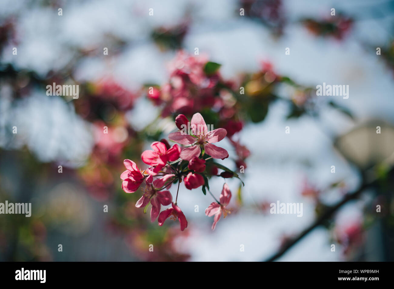Pink flowers blooming against blue sky.Sakura flowers against the sky ...