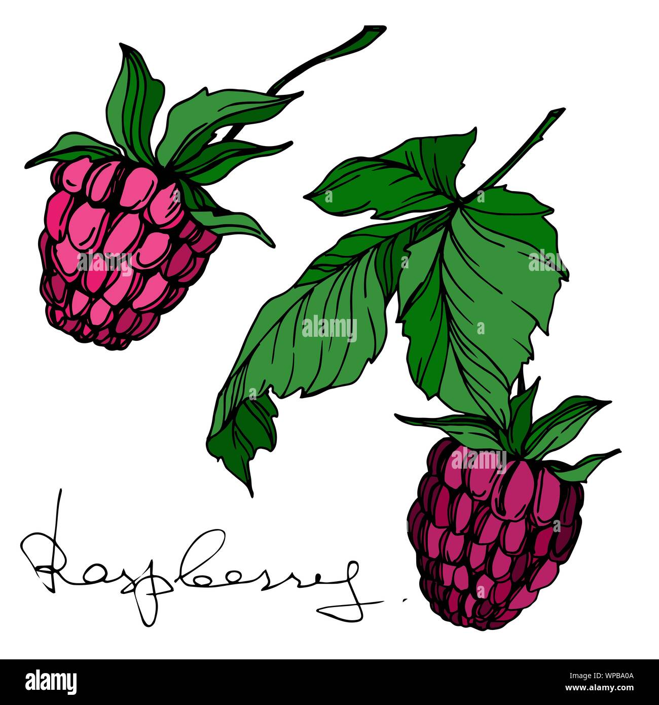 Vector Raspberry healthy food fresh berry isolated element. Black and ...