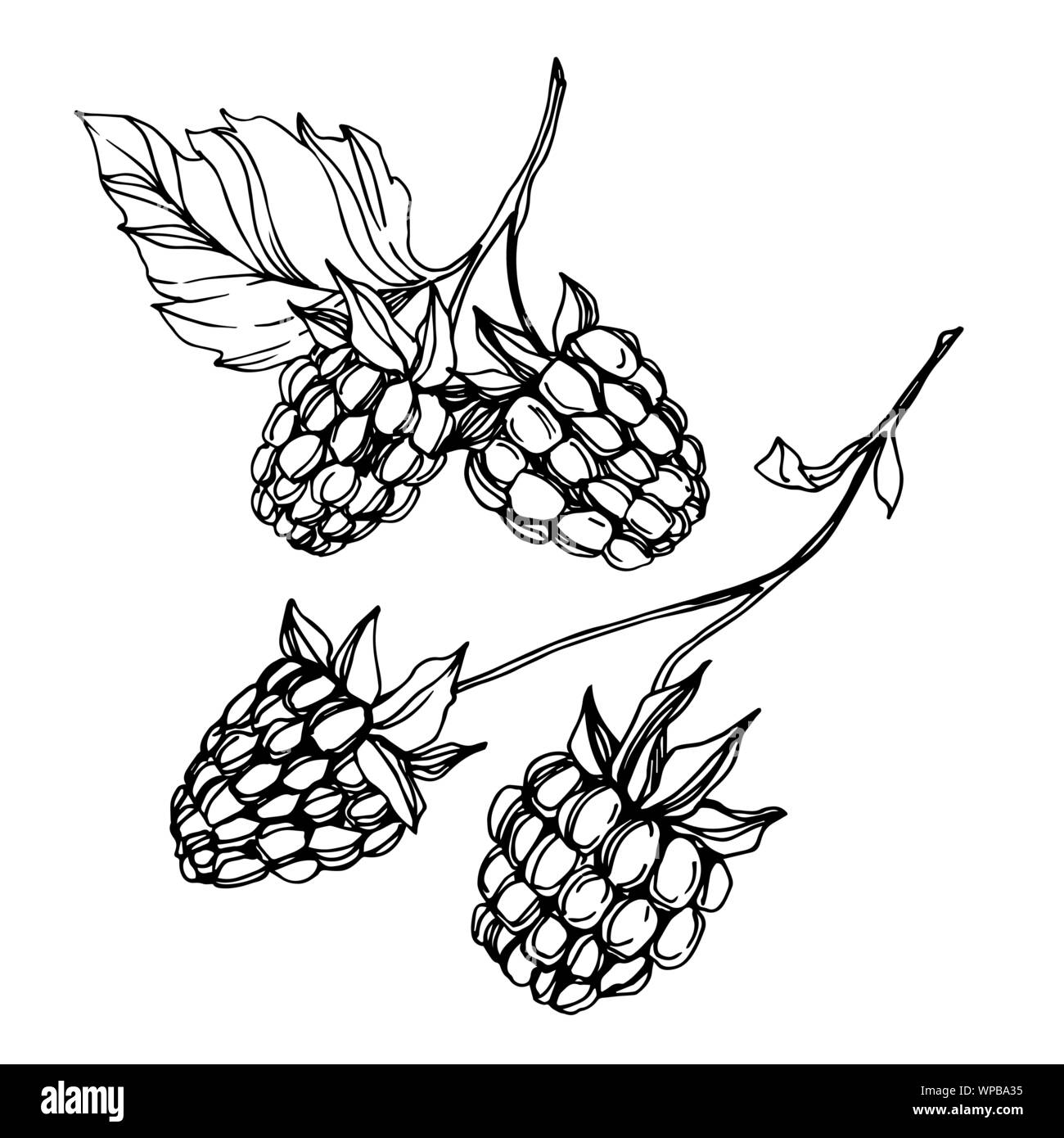 Vector Raspberry healthy food fresh berry isolated element. Black and ...