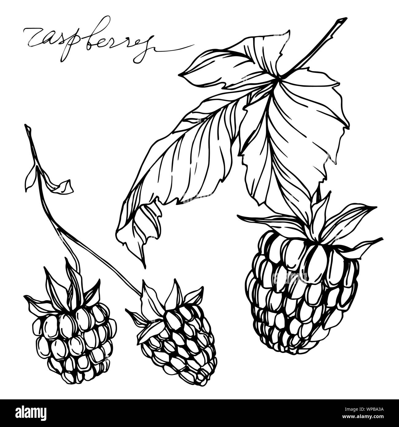 Vector Raspberry healthy food fresh berry isolated element. Black and ...