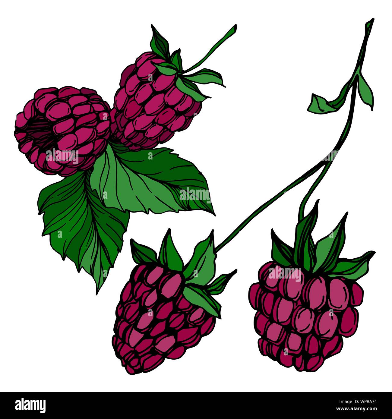 Vector Raspberry healthy food fresh berry isolated element. Black and ...