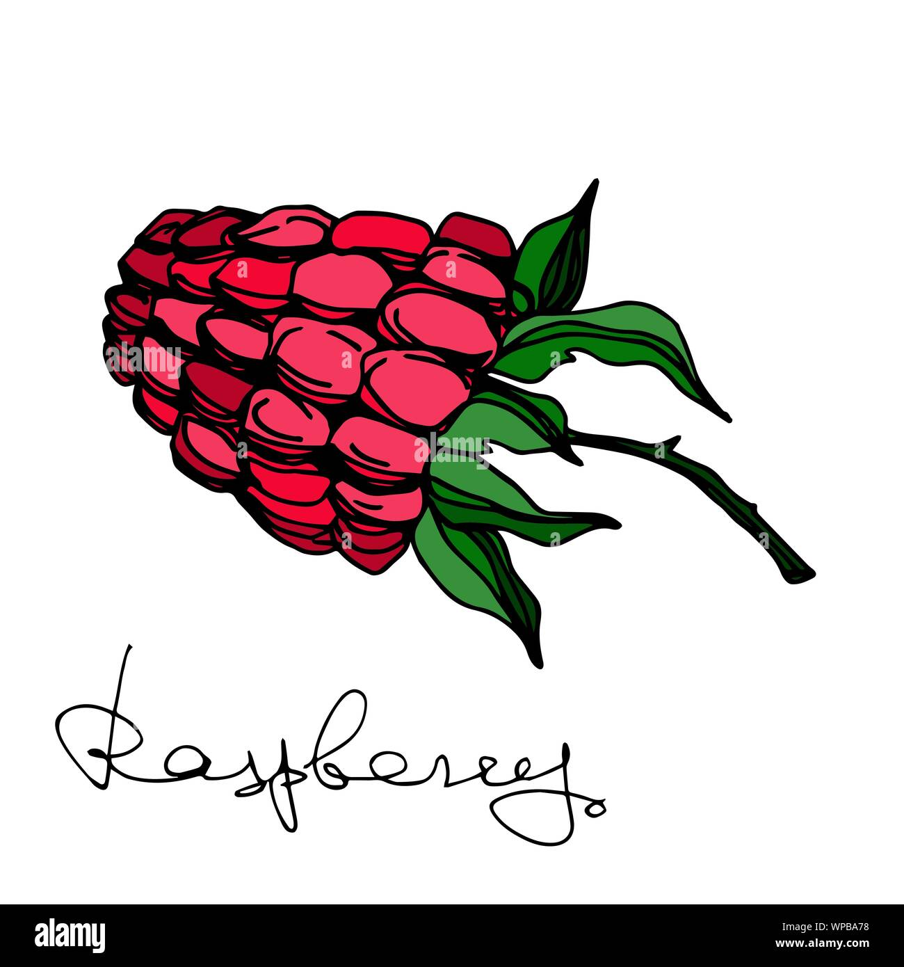 Vector Raspberry healthy food fresh berry isolated element. Black and ...