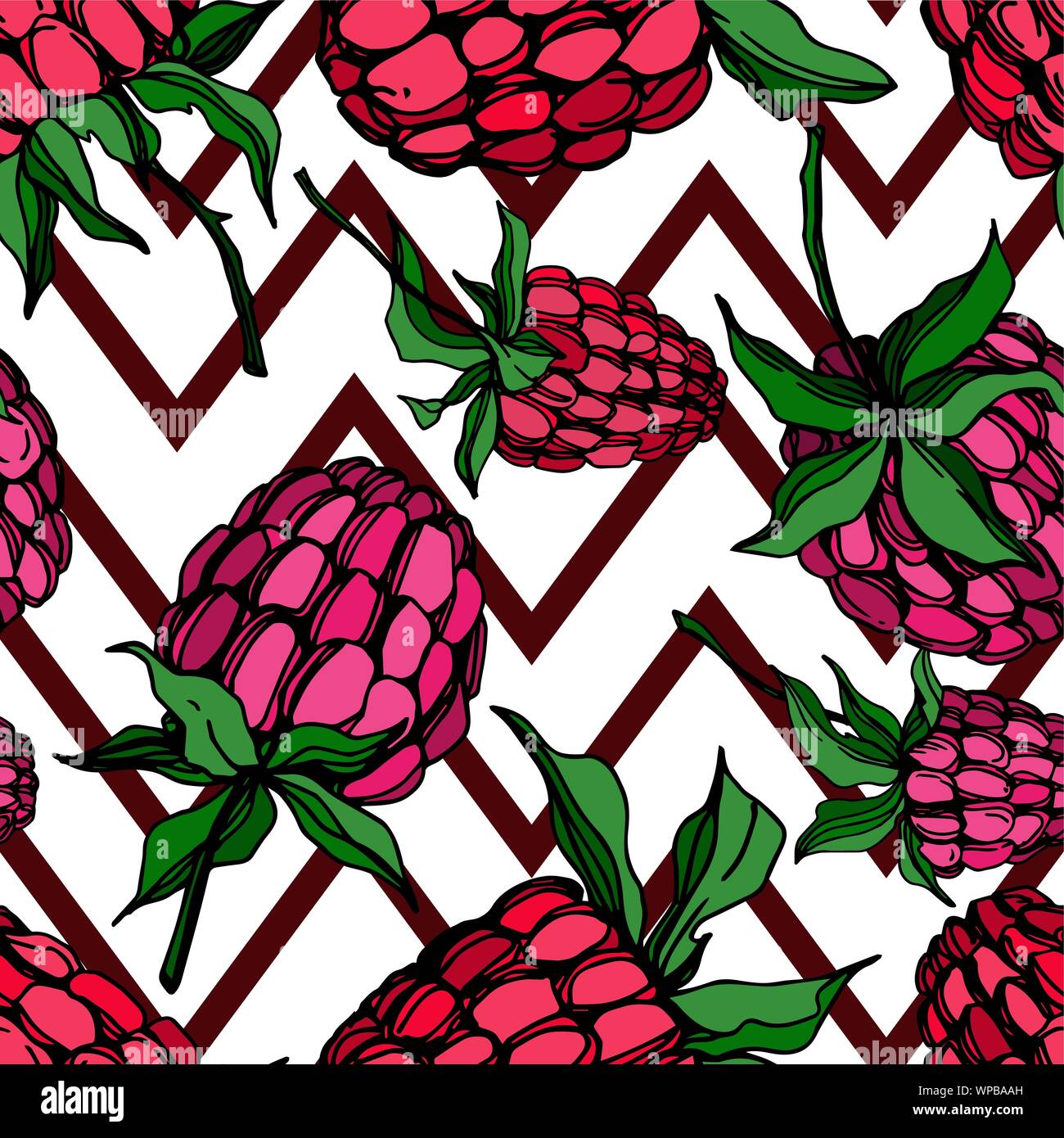 Vector Raspberry healthy food isolated. Black and white engraved ink ...