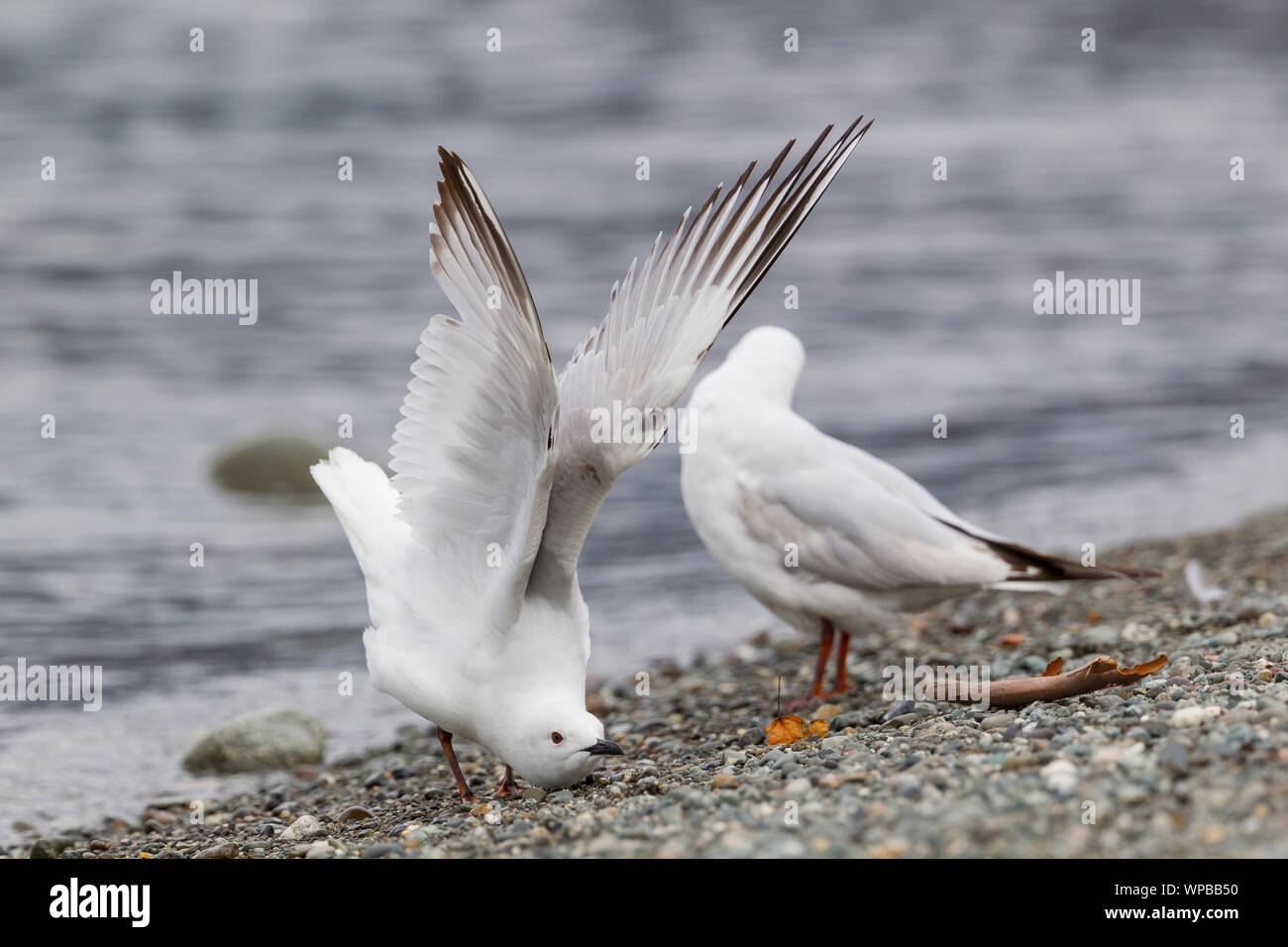 Black-billed gull Chroicocephalus bulleri, immature, wing-stretching ...