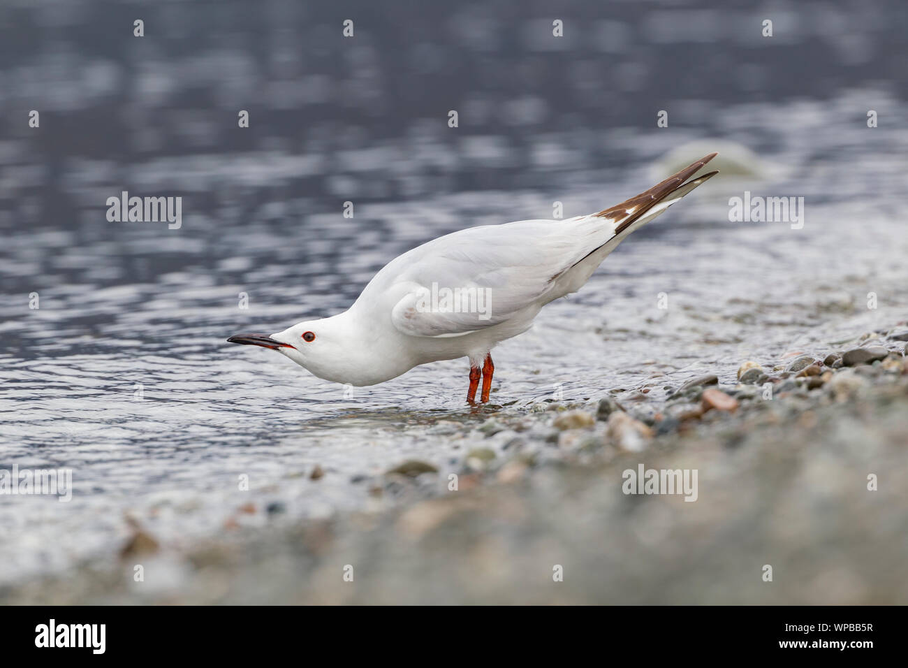 Black-billed gull Chroicocephalus bulleri, immature, neck bent, Lake Te ...