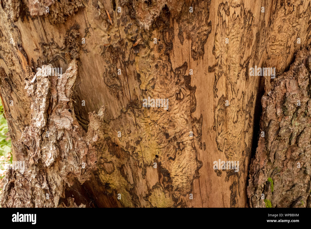Bark of a tree eaten by bark beetle with corridors Stock Photo - Alamy
