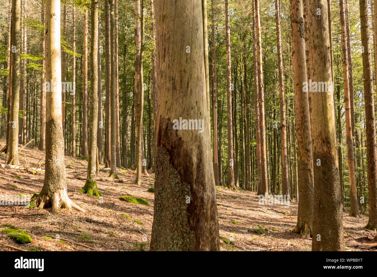 Trees without bark in the national park after bark beetle infestation ...