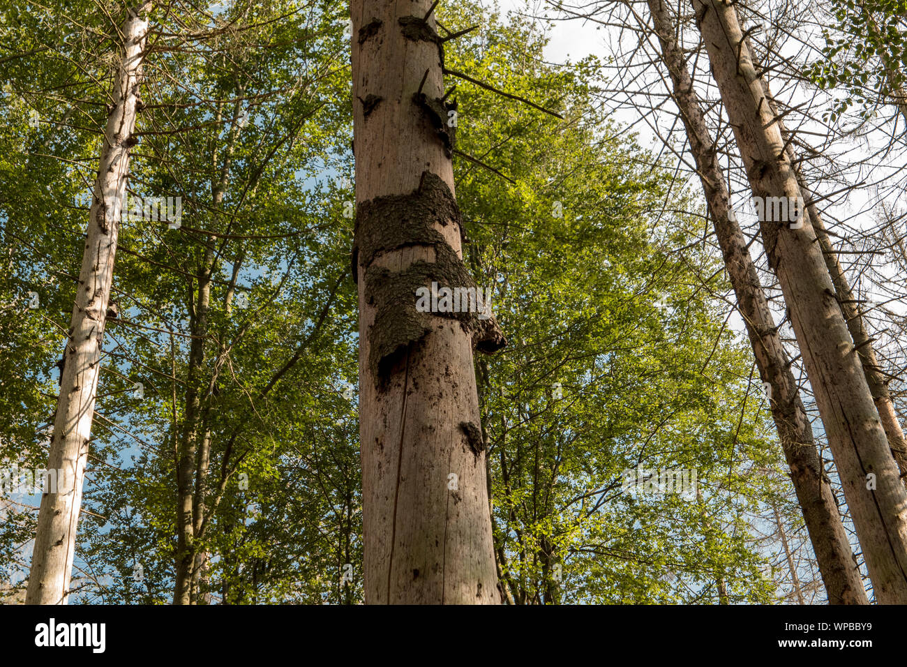 Trees without bark in the national park after bark beetle infestation ...