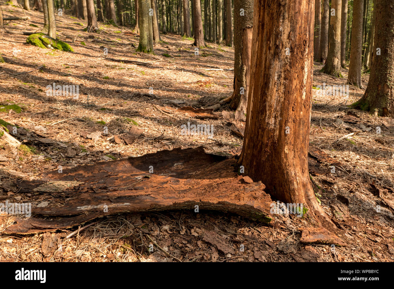 Trees without bark in the national park after bark beetle infestation ...