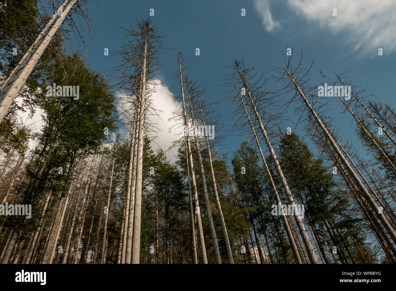Trees without bark in the national park after bark beetle infestation ...