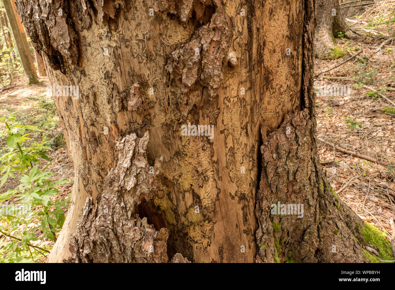 Bark of a tree eaten by bark beetle with corridors Stock Photo - Alamy